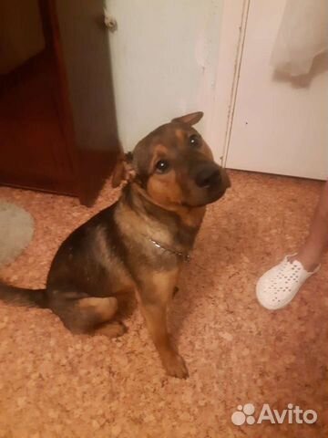 Найдена собака