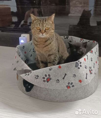 Отдам в хорошие руки котика