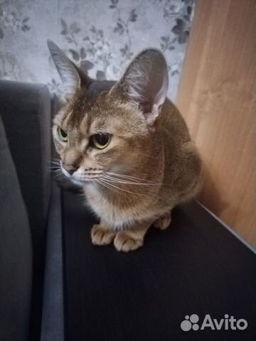Абесинская кошка