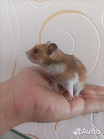Сирийский хомяк мальчик