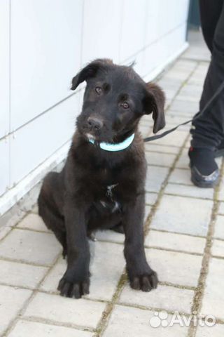 Щенок мальчик ищет дом