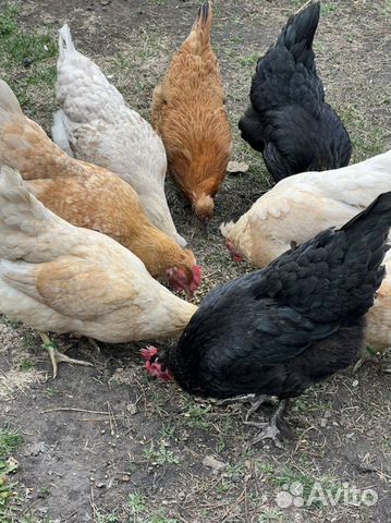 Куры домашние