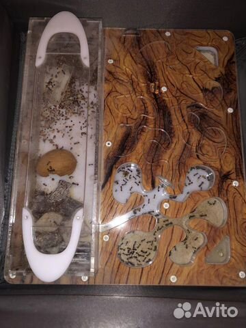 Муравьиная ферма AntPlanet стандарт