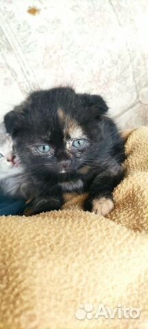 Вислоухая кошечка