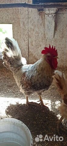 Петух Легбар