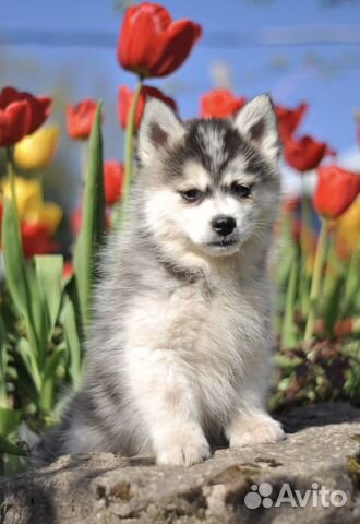 Помски щенки