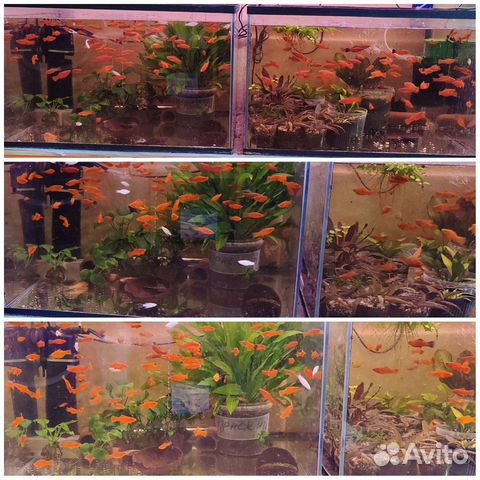 Аквариумные рыбки бесплатно