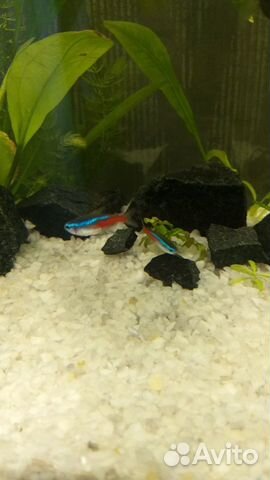 Отдам 2 неонов