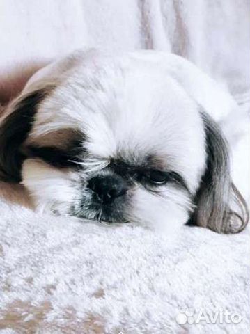 Ши-тцу на вязку