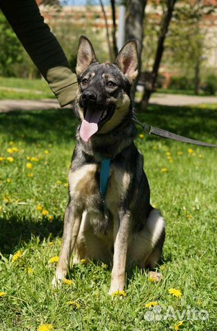 Ванечка 10 месяцев в добрые руки