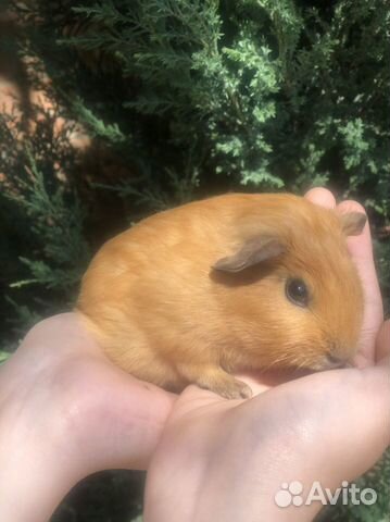 Морская свинка калифорния панда