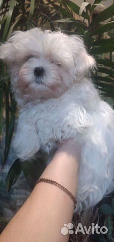 Болонка девочка мальтезе