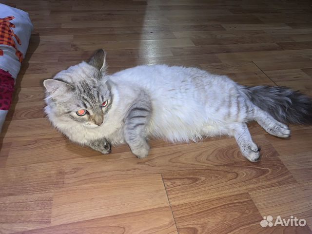 Шотландский кот