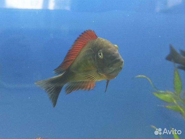 Трофеусы Иланги