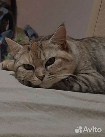 Британская кошка Булка