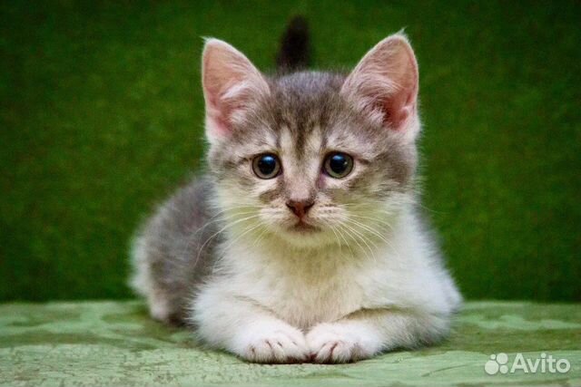 Котенок Шпулька ищет сердце и квартиру). В дар