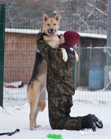 Добряк Джокер ждет вас в приюте