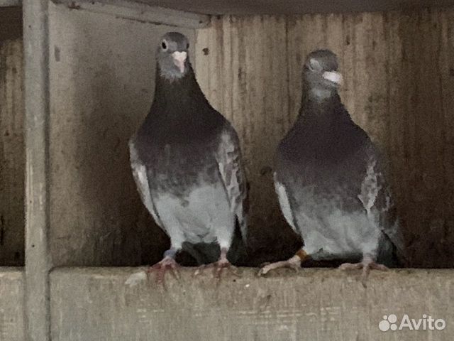 Пара спортивных голубей краснорябые