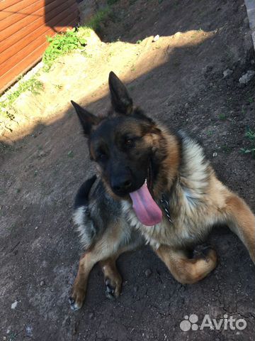 Собака в добрые руки отдам бесплатно