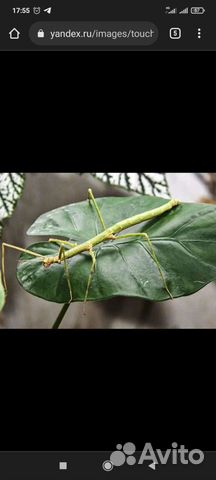 Аннамский палочник