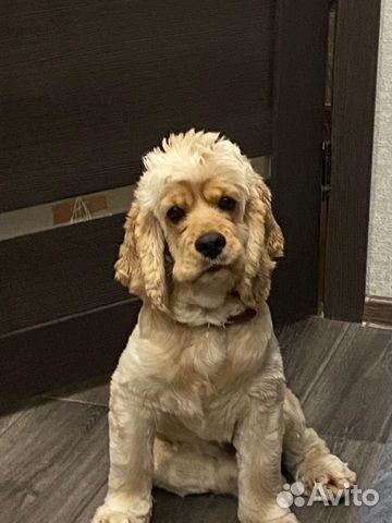 Кокер спаниель вязка