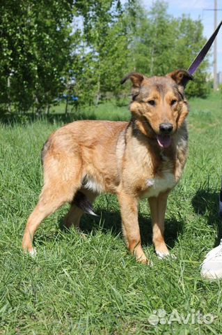 Солнечный Лобзик ищет дом