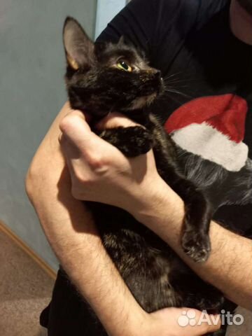 Кошка
