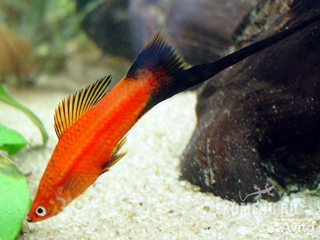 Взрослые Меченосцы красные и берлинцы