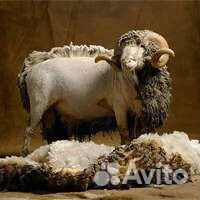 Продаётся шерсть