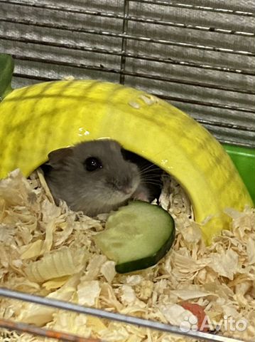 Джунгарский хомяк