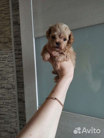 Мальтипу F1 микро девочка Корея Baby Face