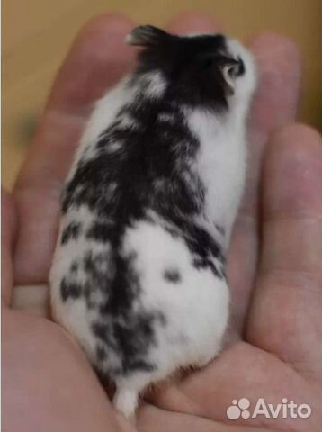 Джунгарский хомяк
