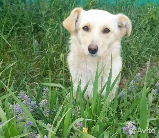 Маленькие собачки в дар