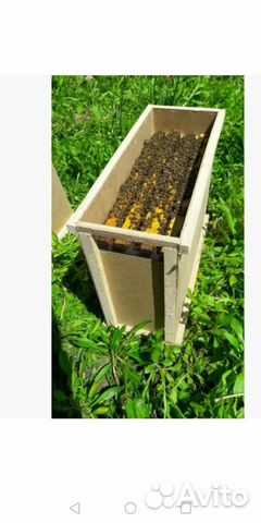 Пчелопакеты