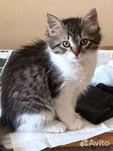 Котенок ищет дом