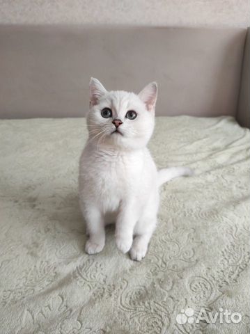 Британская серебристая шиншилла