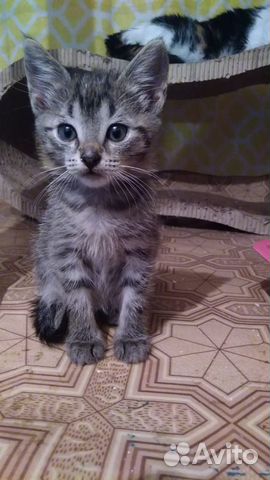 Котенок в добрые руки