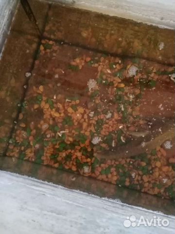 Сомики аквар 2 шт