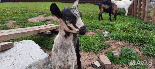 Альпийская козочка