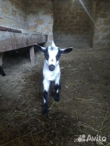 Альпийские козлята