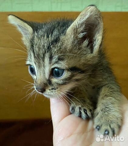 Маленький котенок полосатик,брошенный на смерть