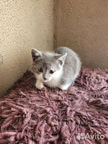 Котята бесплатно