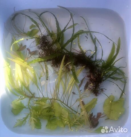 Прополка аквариумных растений