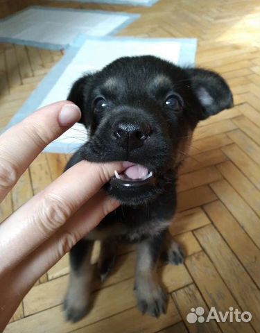 Щенок в добрые руки