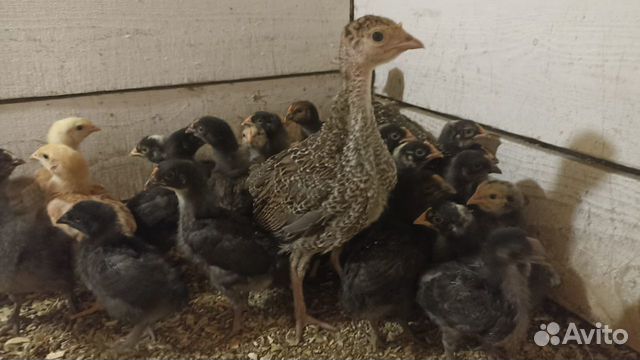 Цыплята