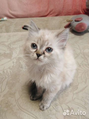 Кошечка