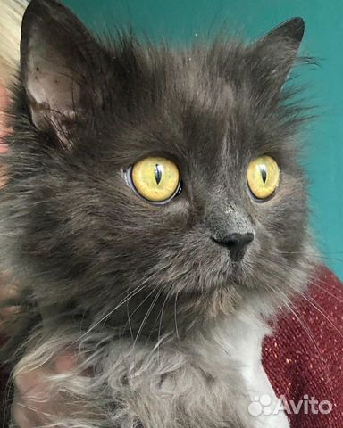 Котик Нибелунг и Русско-голубая помесь в дар