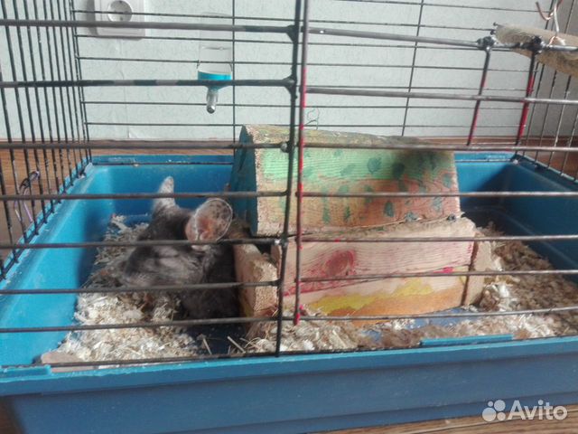 Продам шиншилу с клеткой