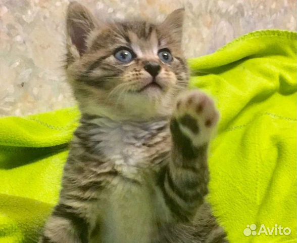 Котенок-чудо классный в добрые руки