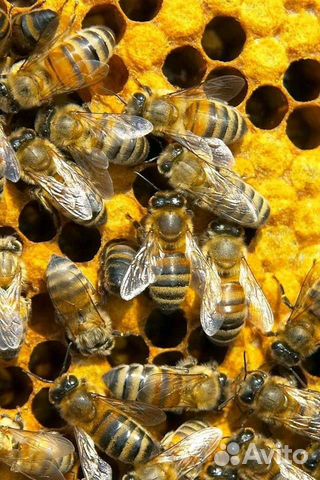 Продам пчелосемьи